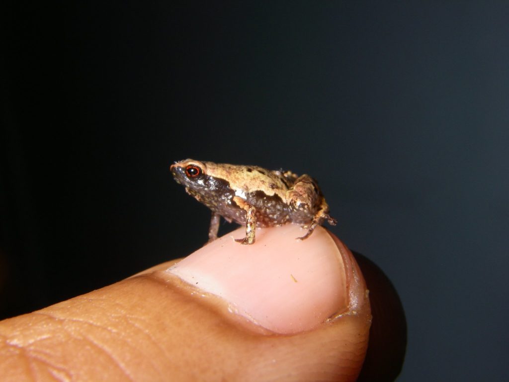 On a découvert une grenouille de moins d’un centimètre à Madagascar ...