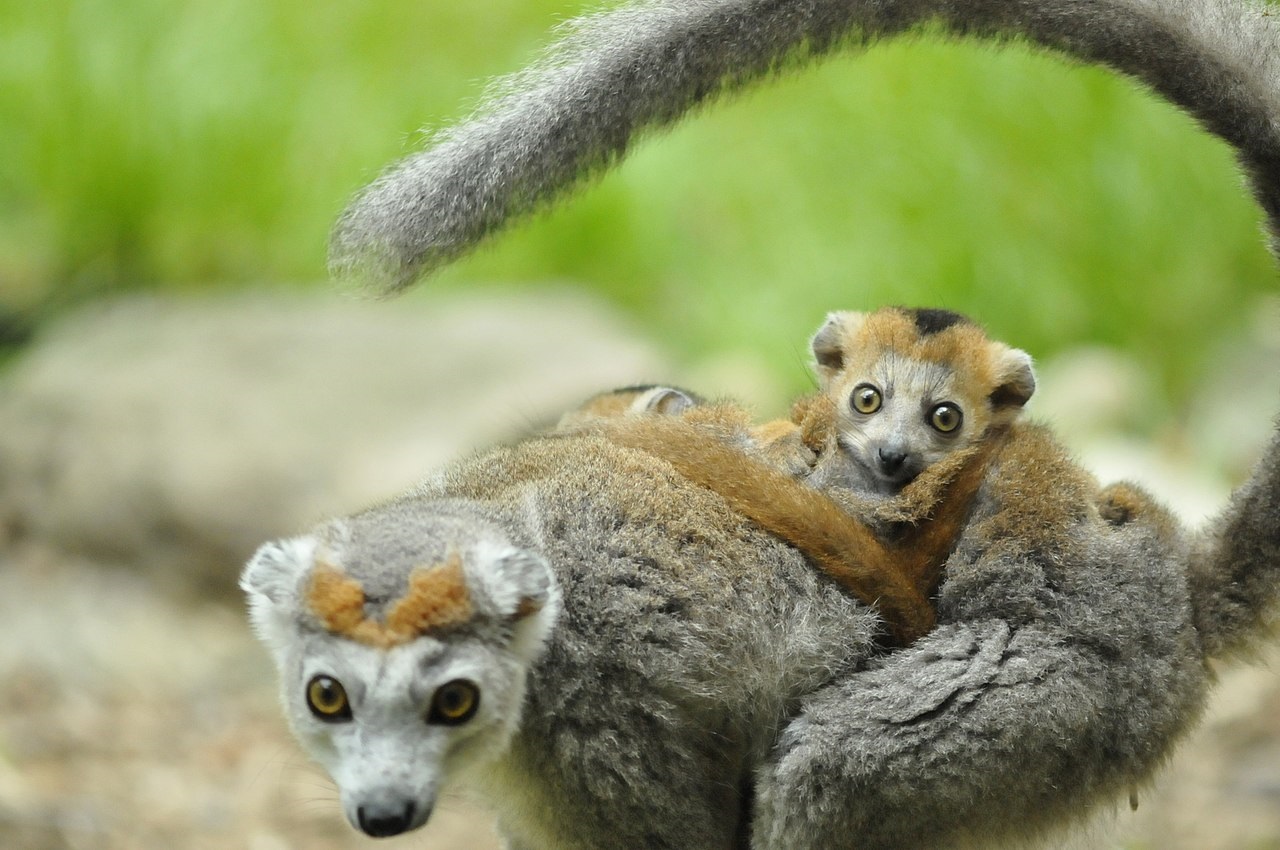 Deux braconniers tuent 45 lémuriens pour les vendre à un hôtel ...
